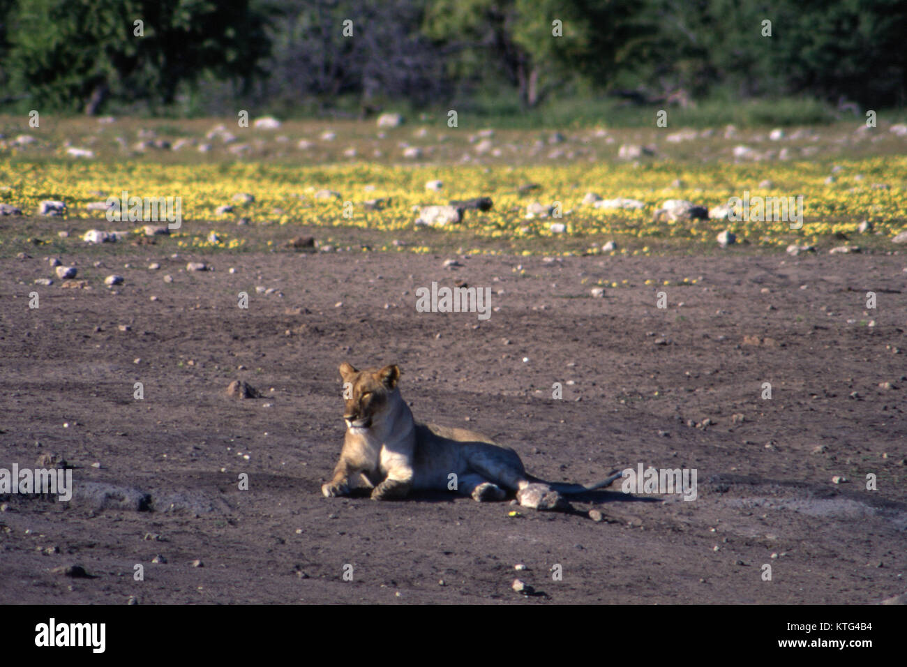 Lioness strong female lion group hi-res stock photography and images ...
