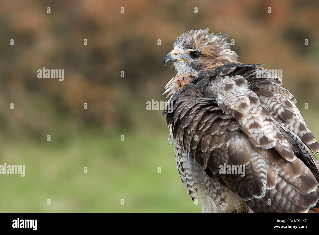 A close detailed profile portrait of a red tailed hawk with ruffled ...
