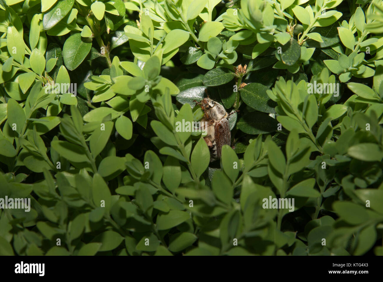 Forest Cockchafer sitting in an European Box in Northeastern Germany ...
