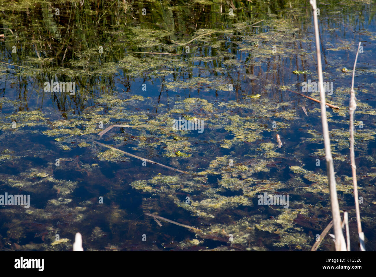 Edible Frog in Rietzer See (Lake Rietz) which is a nature reserve near ...