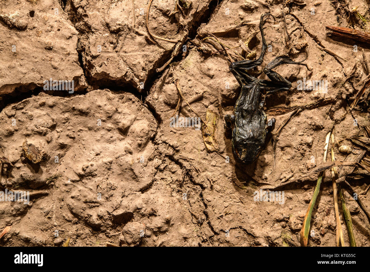 Dried out frog hi-res stock photography and images - Alamy