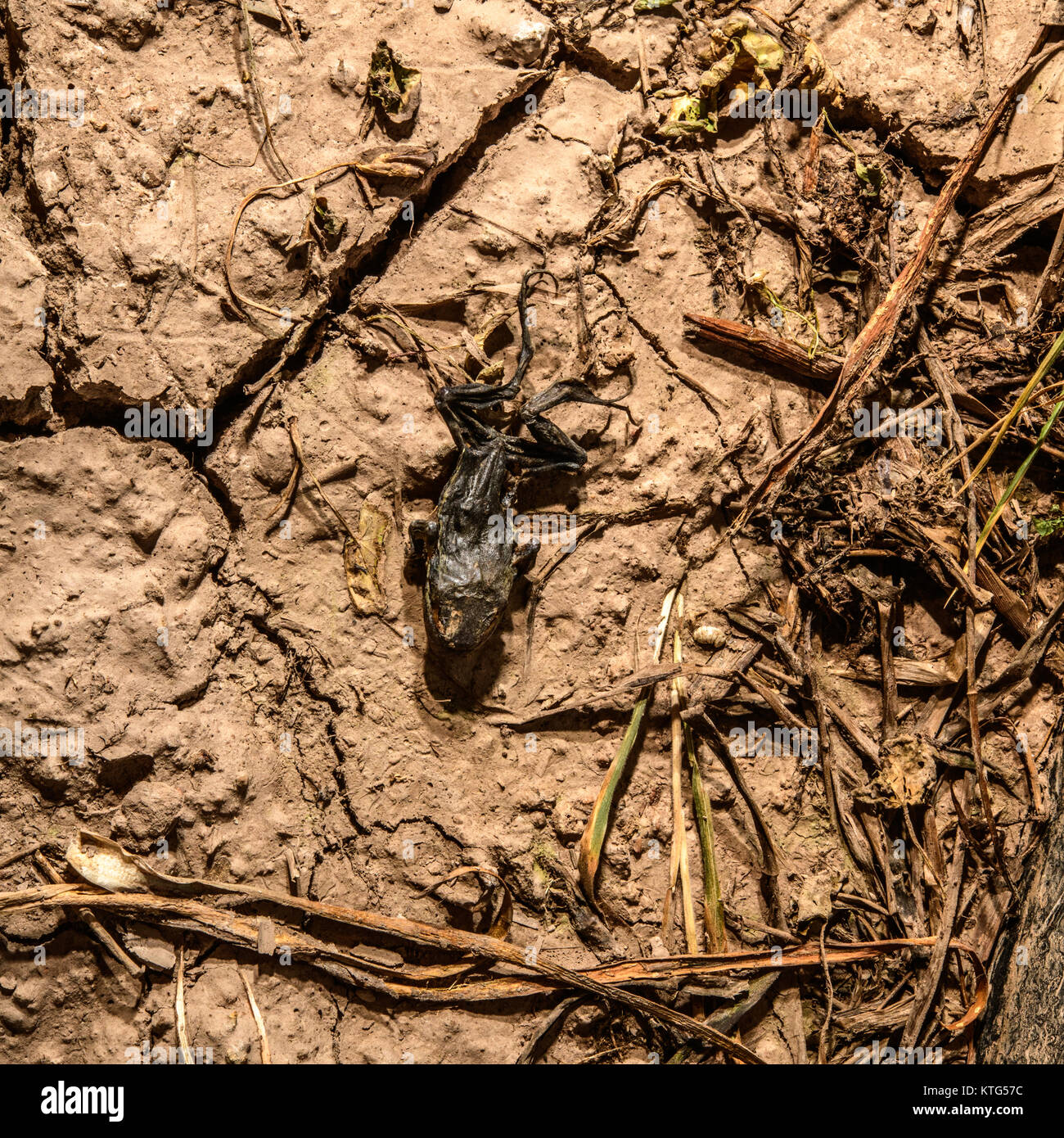 Dried out frog hi-res stock photography and images - Alamy