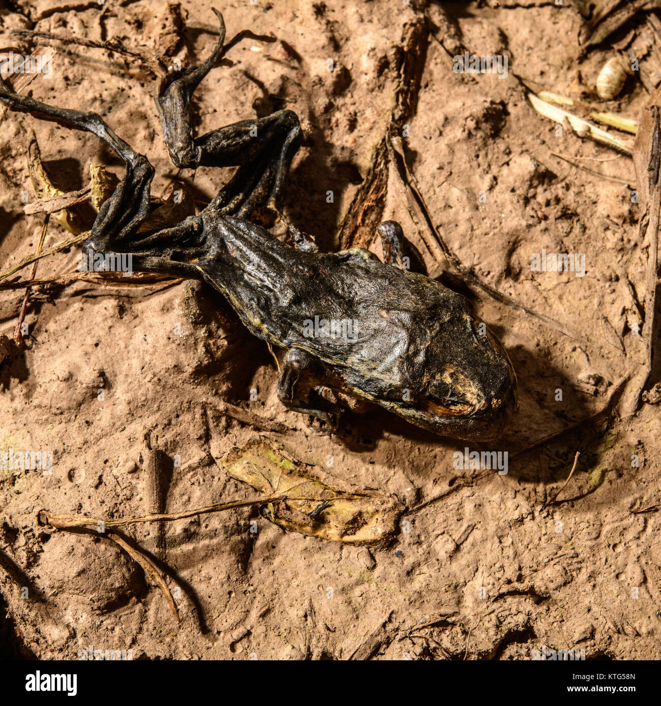 Dried out frog hi-res stock photography and images - Alamy