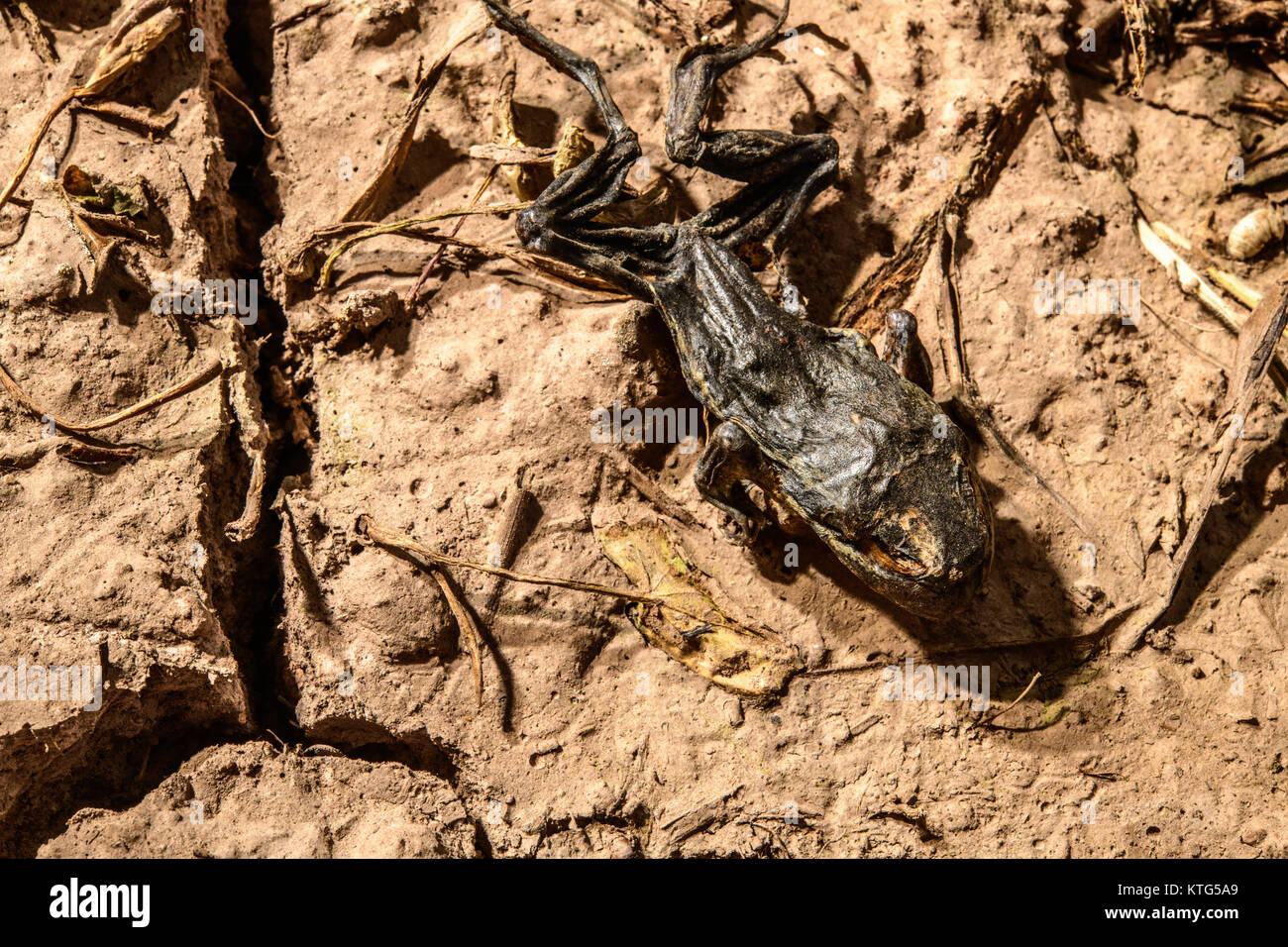 Mummyfied frog in the dried out swamp mud Stock Photo - Alamy