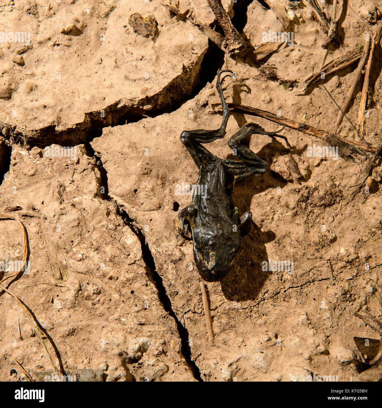 Dried out frog hi-res stock photography and images - Alamy