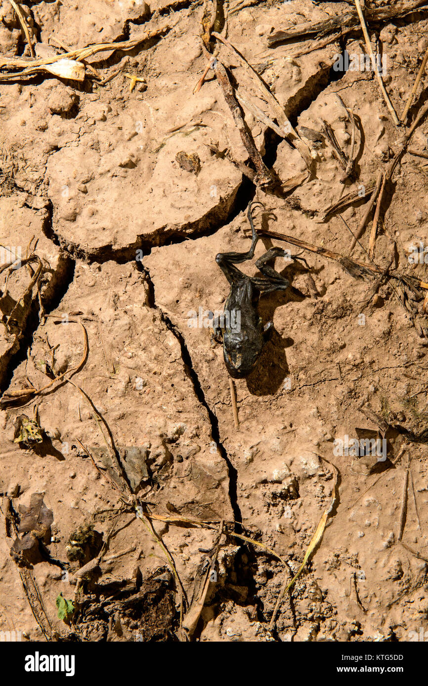 Dried out frog hi-res stock photography and images - Alamy