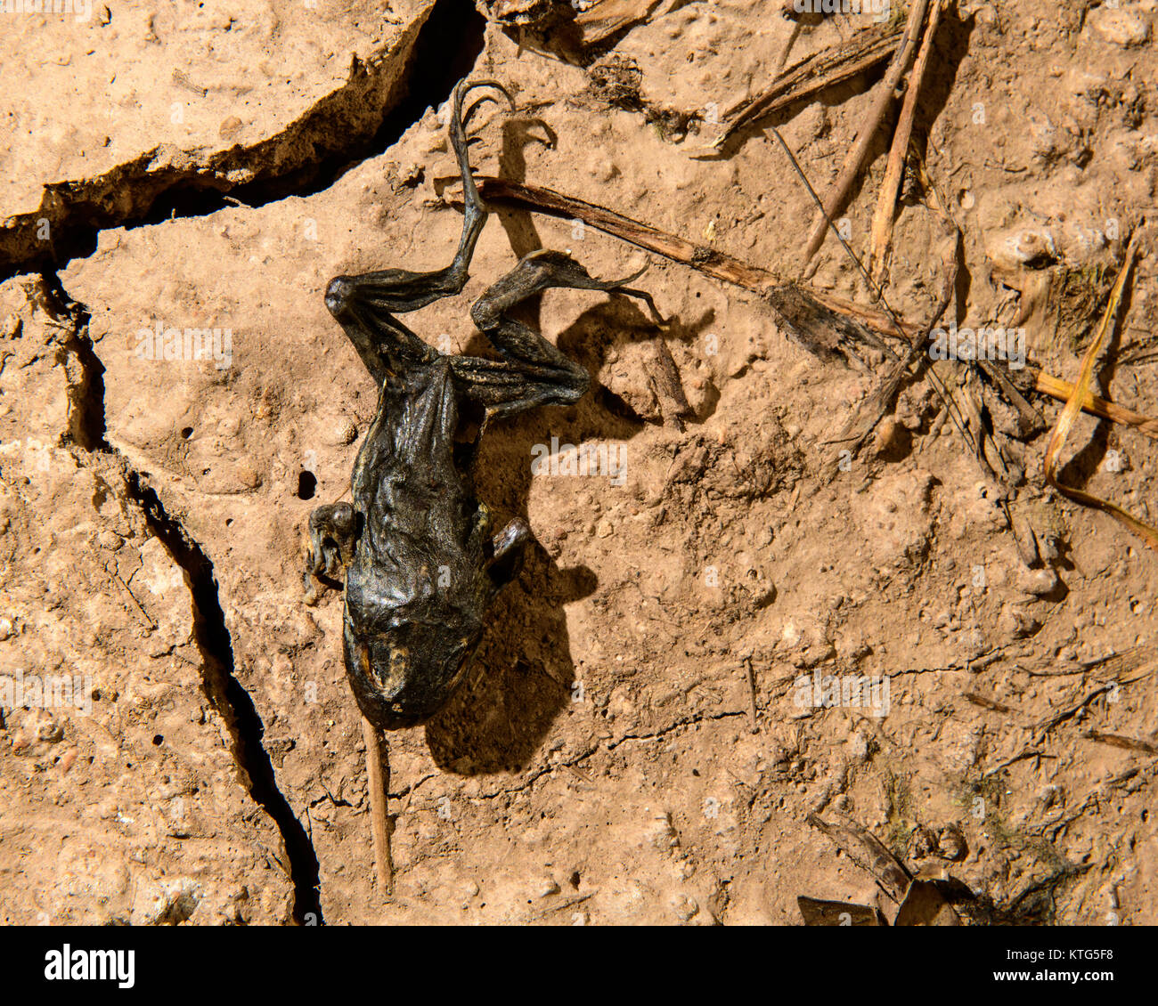 Death Corpse High Resolution Stock Photography and Images - Alamy