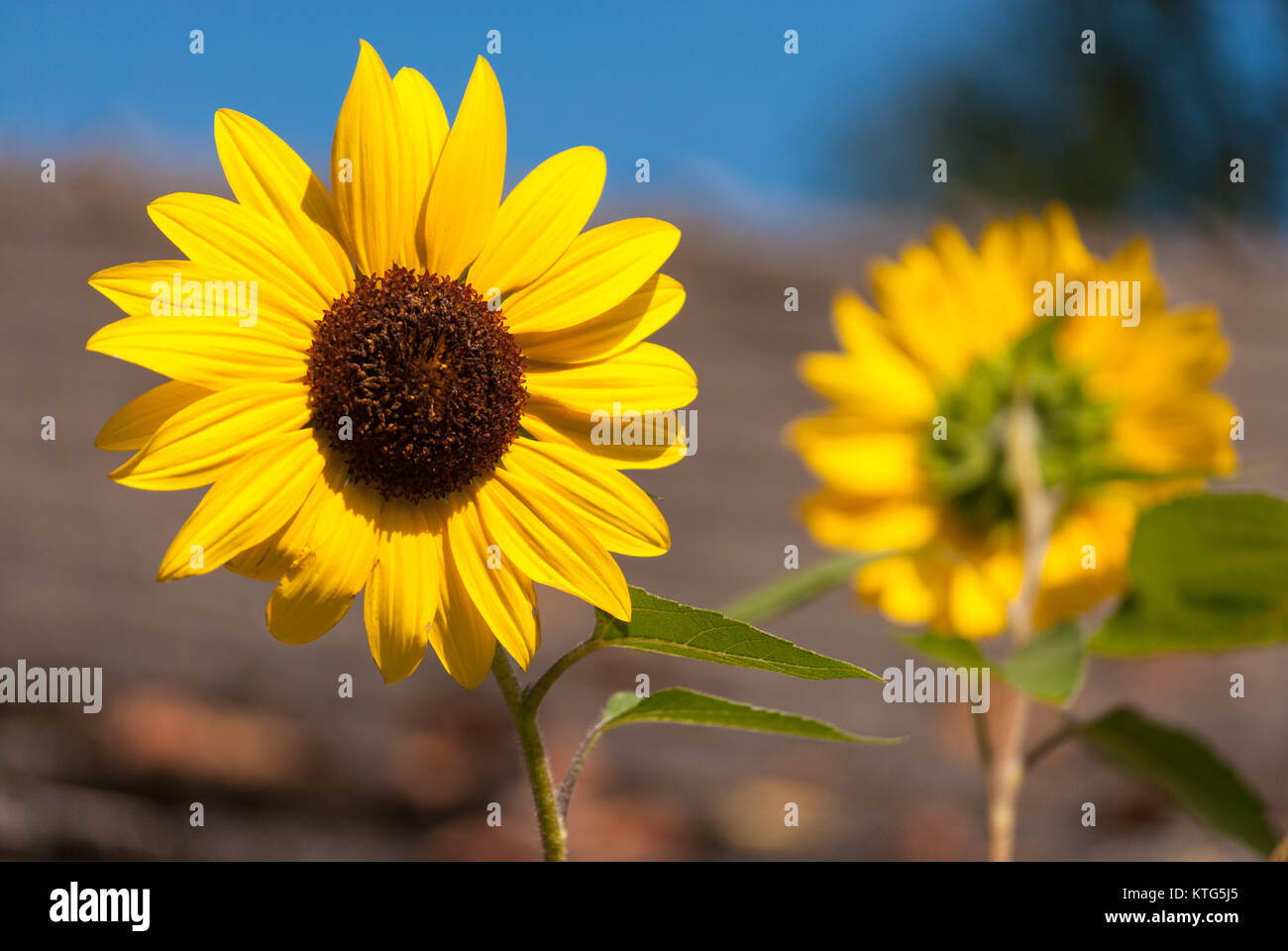 Europe sunflowers hi-res stock photography and images - Alamy