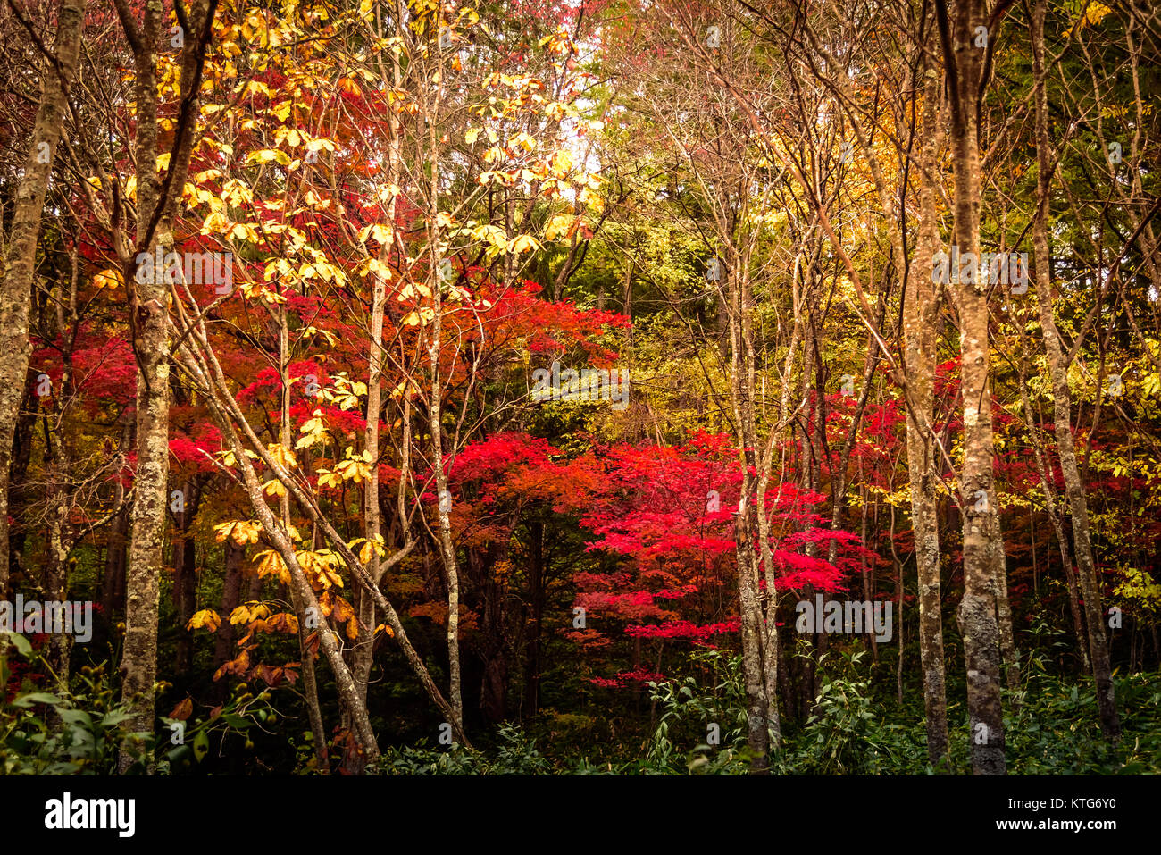 Hokkaido vacation hi-res stock photography and images - Alamy