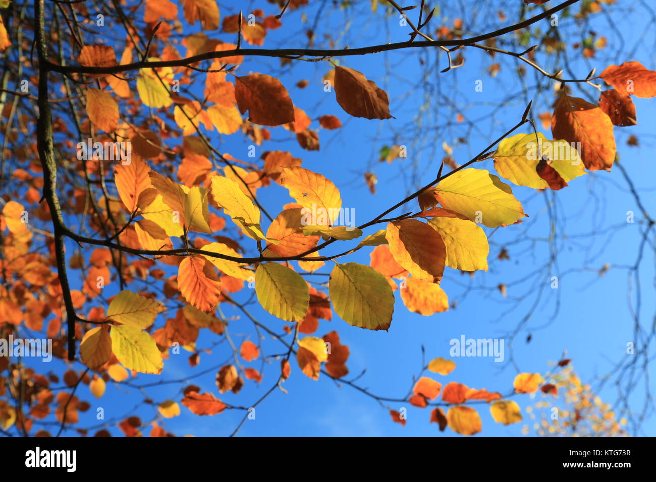 Autumn leaves on Trees in Ireland Stock Photo - Alamy