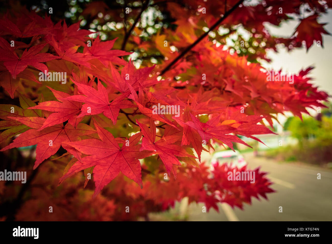 Autumn Leaves, Japan Stock Photo - Alamy