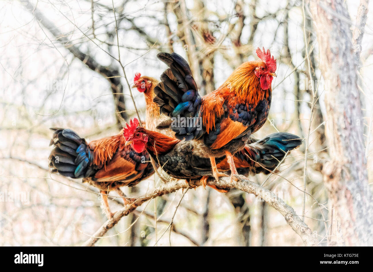 Bucolic scene of four wild roosters on the branches of a tree. Milky ...