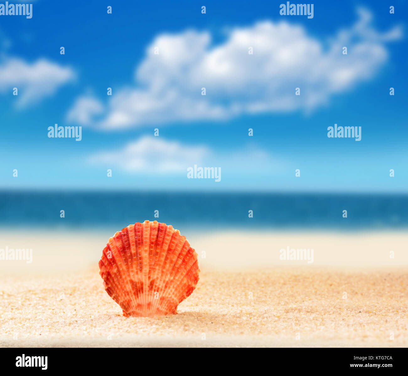 Seashell on caribbean sandy beach hi-res stock photography and images ...