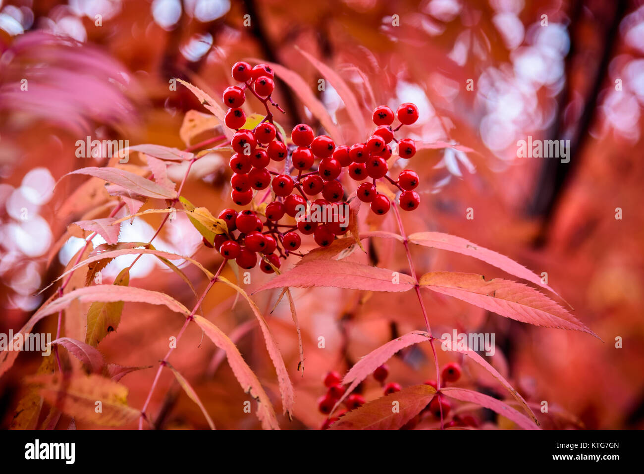 The fall colors at their peak, Hokkaido, Japan Stock Photo - Alamy