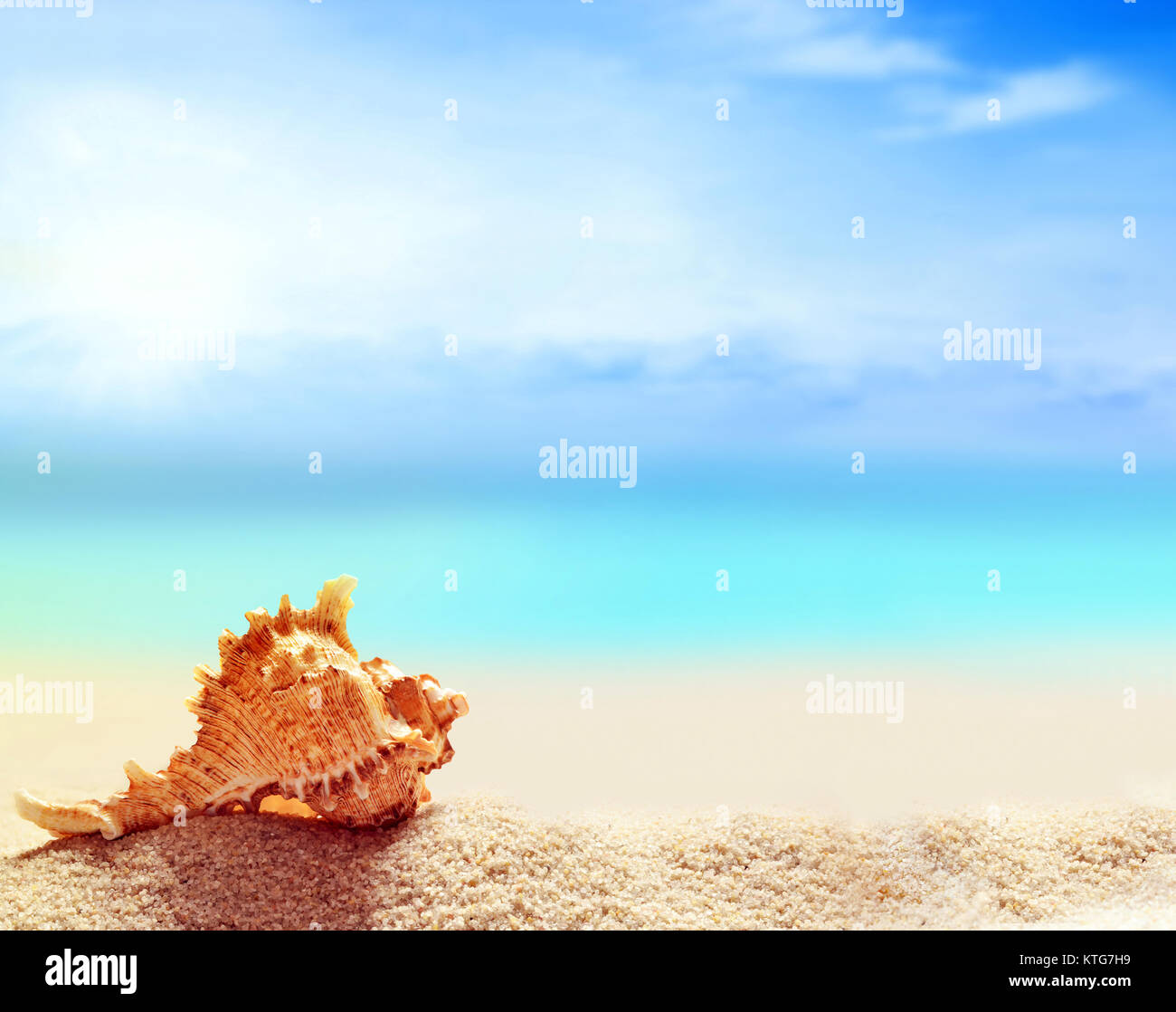 seashell on the sandy beach and at ocean background Stock Photo - Alamy