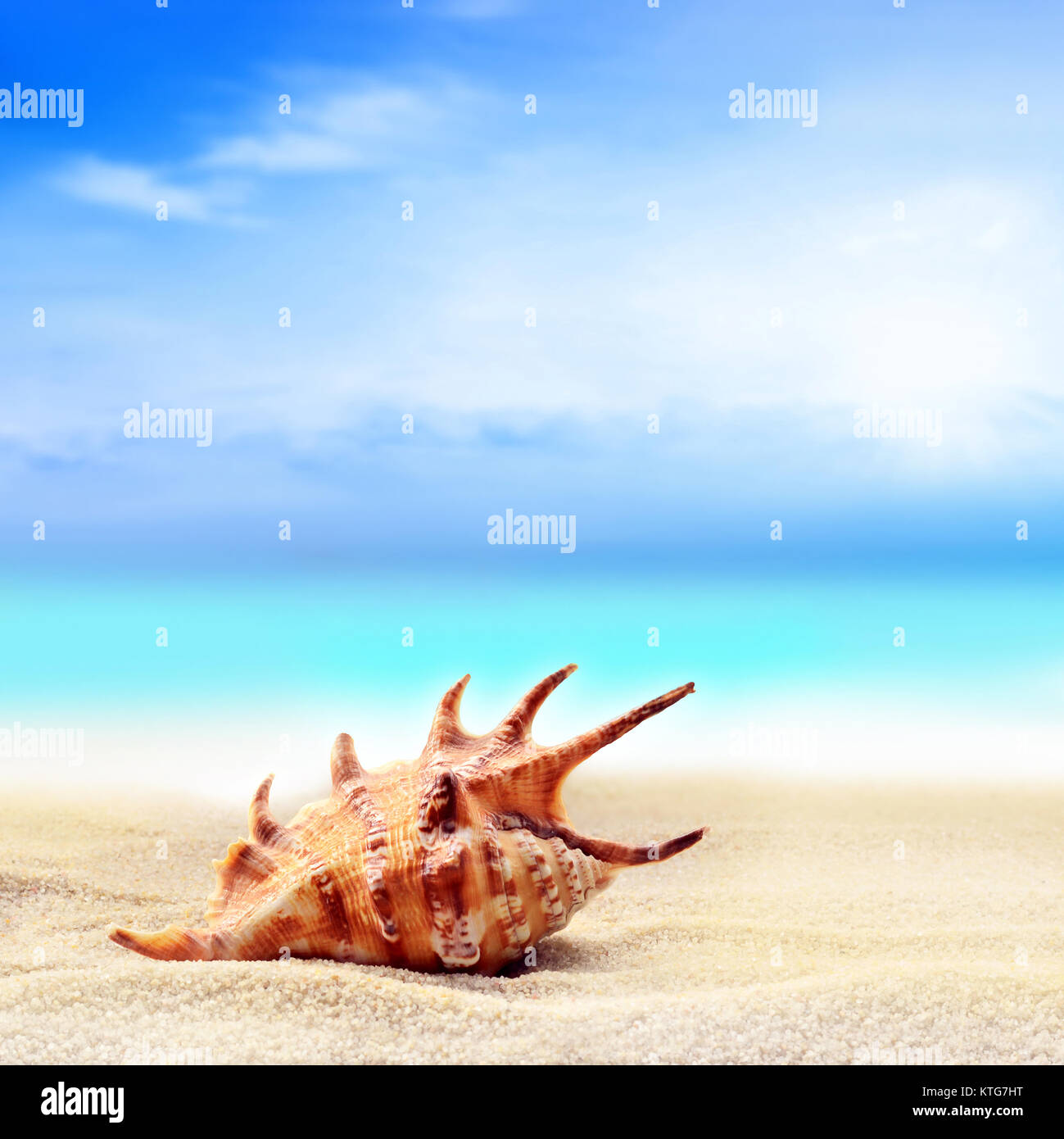 seashell on the sandy beach and at ocean background Stock Photo - Alamy