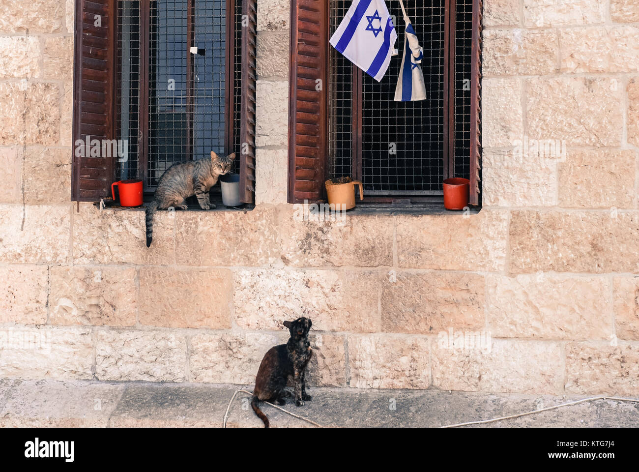 Horizontal picture of cats living on the Jerusalem street. Israel flag ...