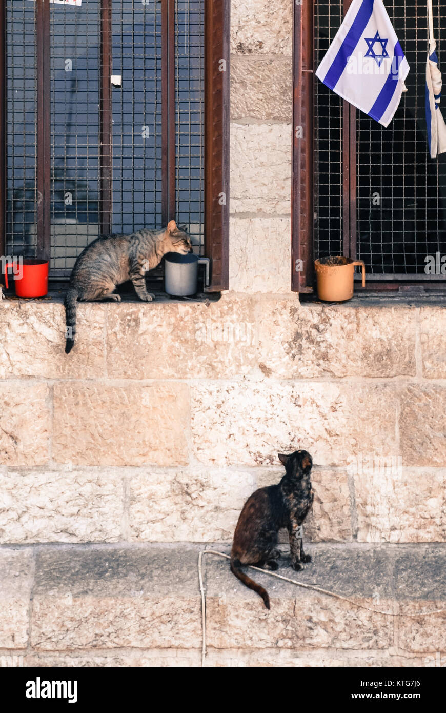 Vertical picture of cats living on the Jerusalem street. Israel flag on ...