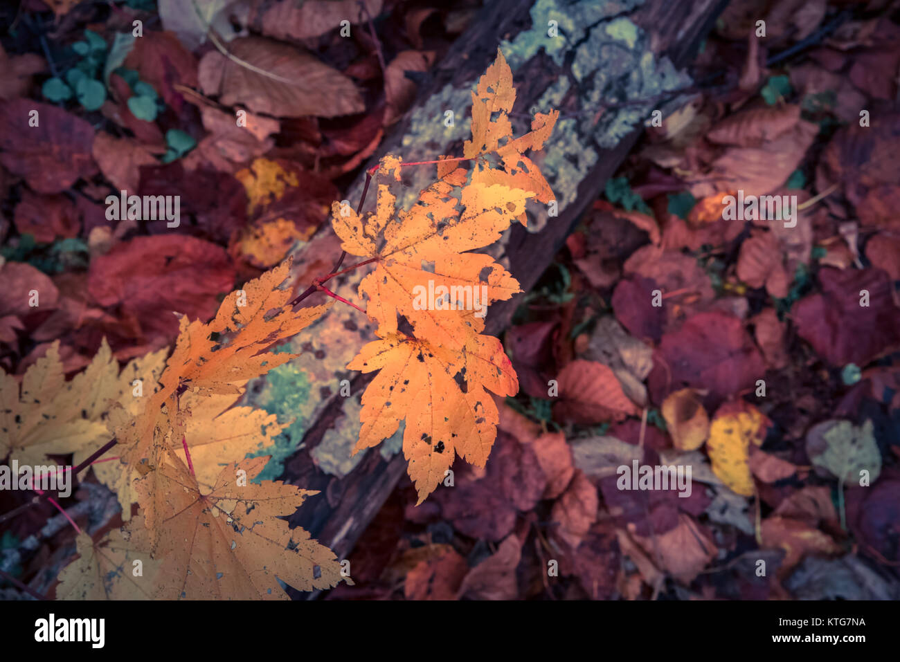 A natural setting of different shades of Autumn colors, Hokkaido, Japan ...
