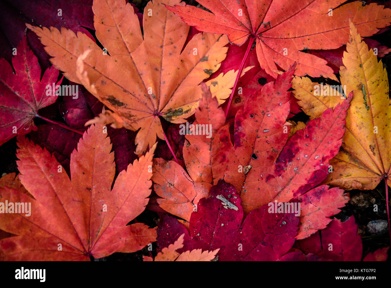 Different shades of Fall colors in Hokkaido, Japan Stock Photo - Alamy