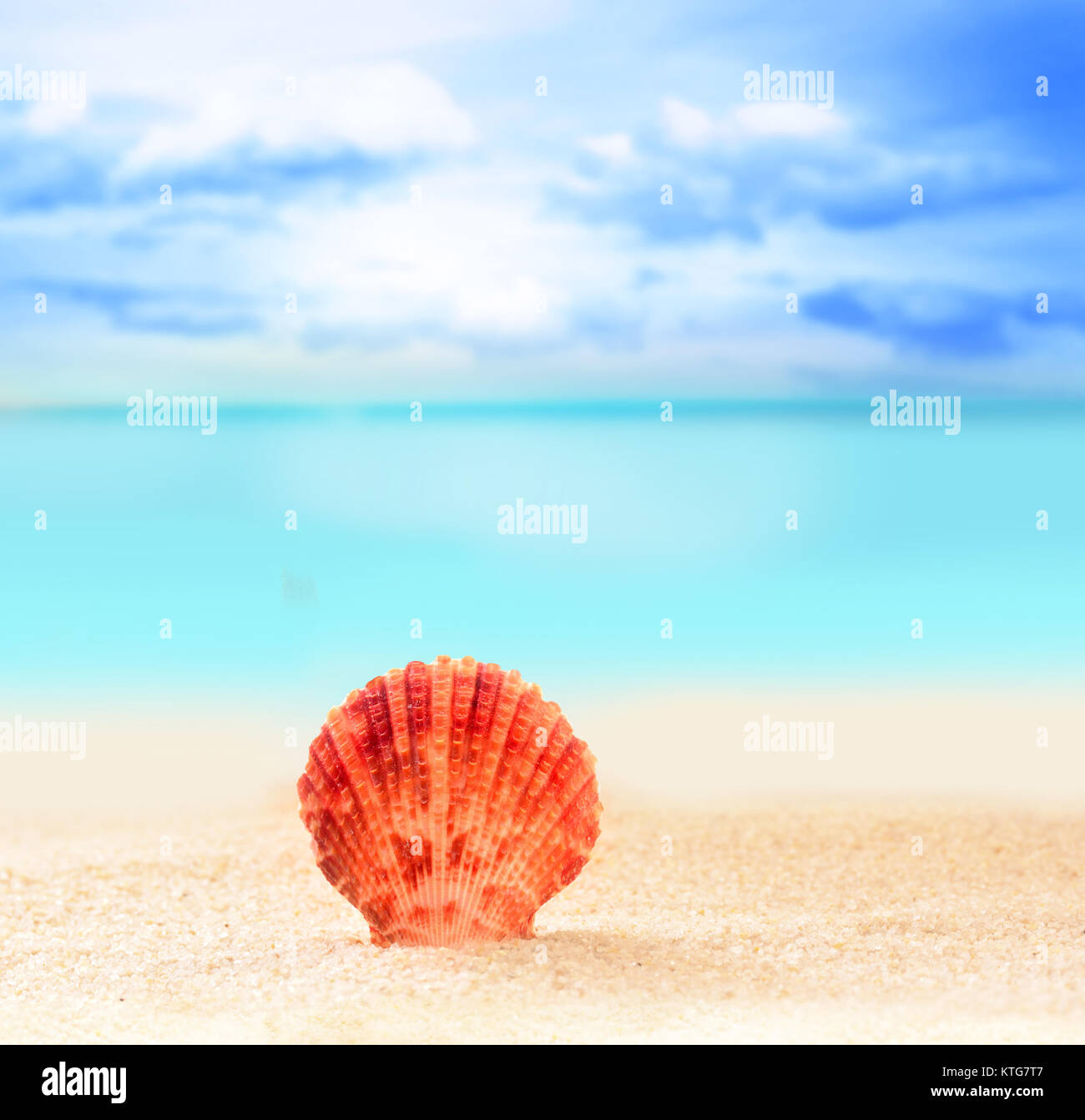 seashell on the sandy beach and at ocean background Stock Photo - Alamy