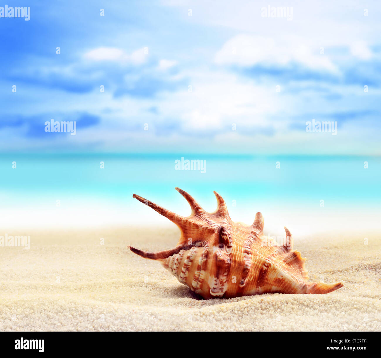seashell on the sandy beach and at ocean background Stock Photo - Alamy