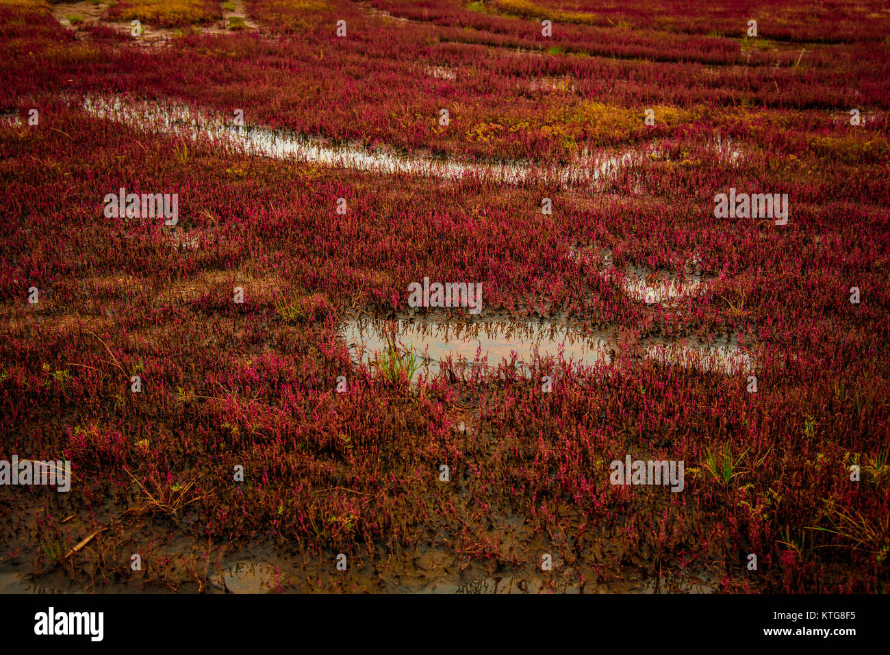 Notoro hi-res stock photography and images - Alamy