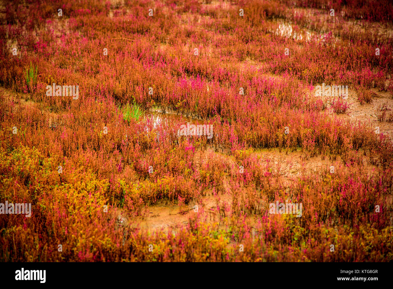 A bed of Coral grass at Lake Notoro, Hokkaido, Japan Stock Photo - Alamy