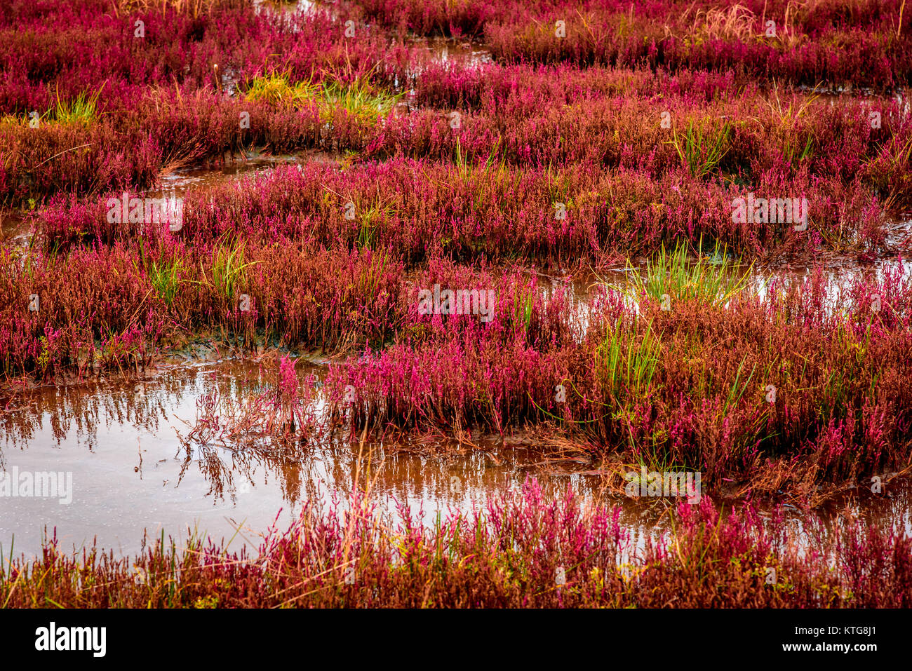 A bed of coral grass at Lake Notoro, Hokkaido, Japan Stock Photo - Alamy