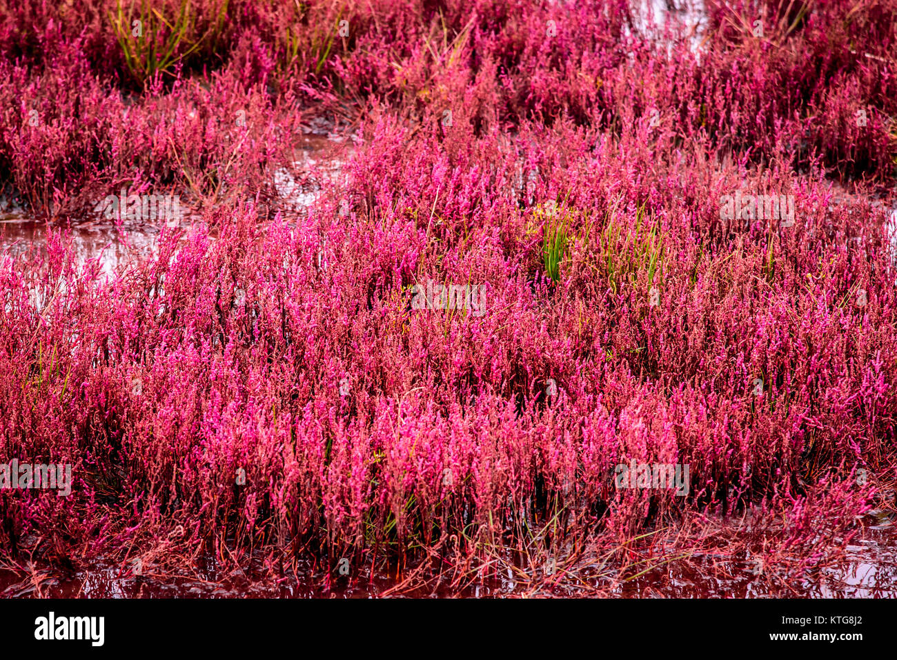 Lake coral grass hokkaido japan hi-res stock photography and images - Alamy