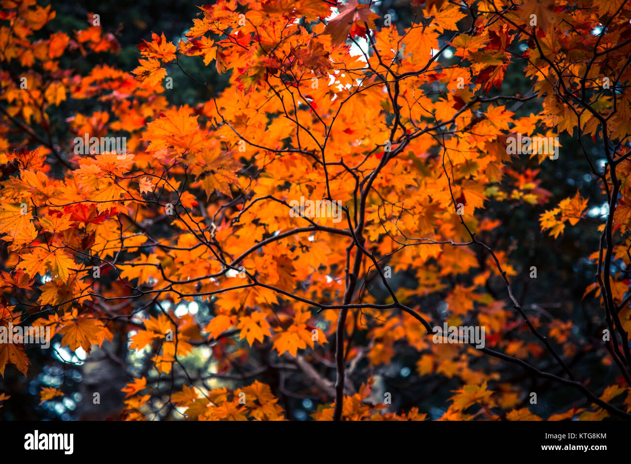 The beautiful shades of Fall colors, Hokkaido, Japan Stock Photo - Alamy