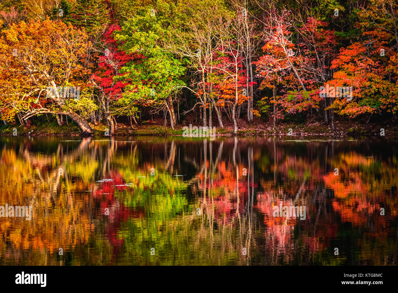 The autumn colors reflected in a lake at Shiretoko, Hokkaido, Japan ...