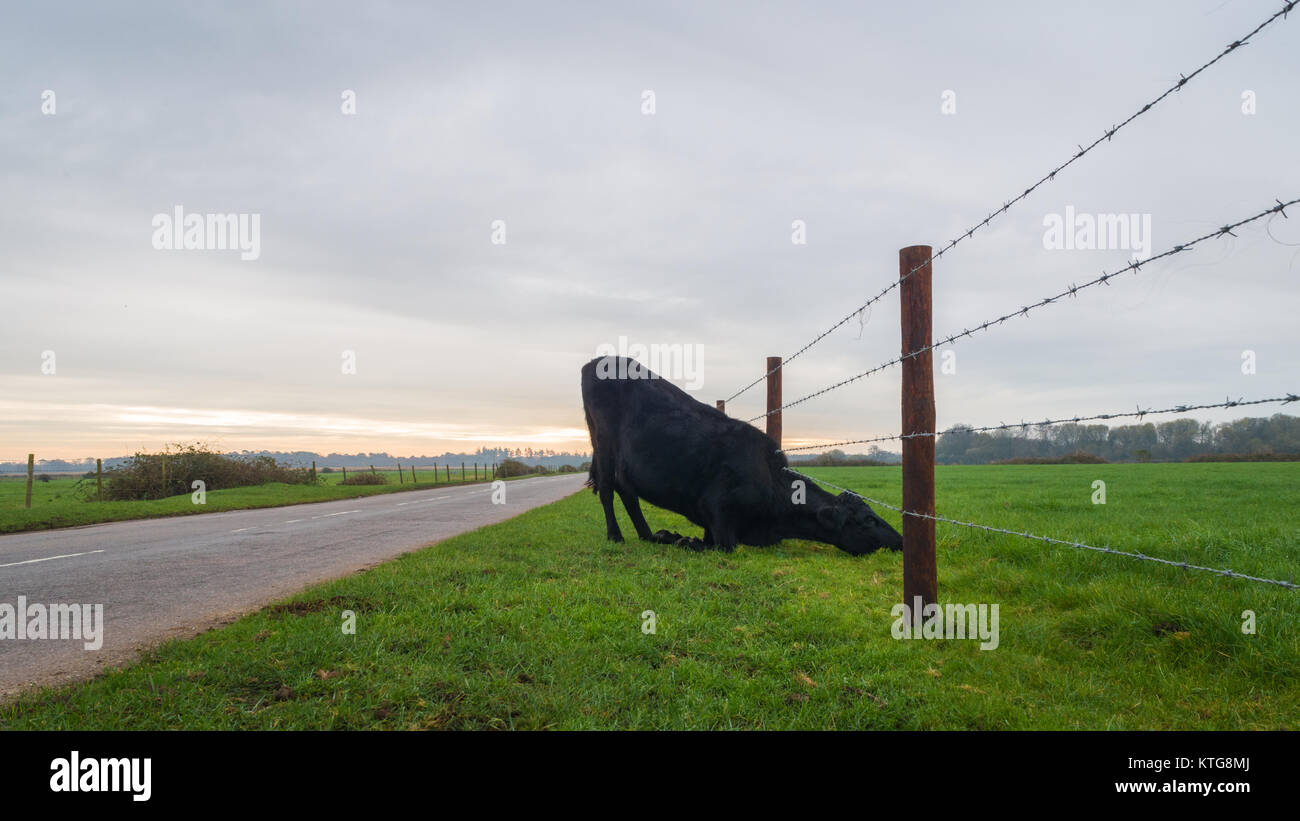 Cow kneeling to see if the grass is greener on the other side Stock ...