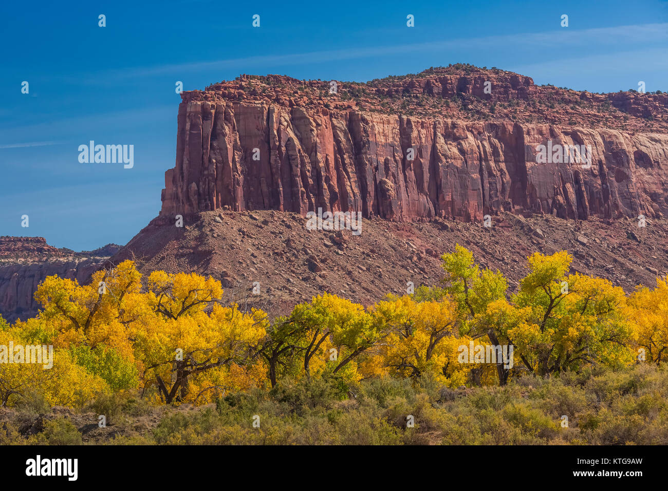 Autumn Fremont Cottonwoods, Populus fremontii, with sandstone mesas, in ...