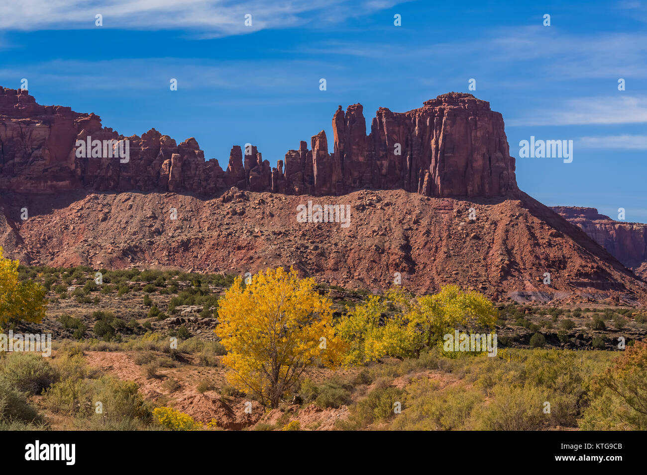 Autumn Fremont Cottonwoods, Populus fremontii, with sandstone mesas, in ...