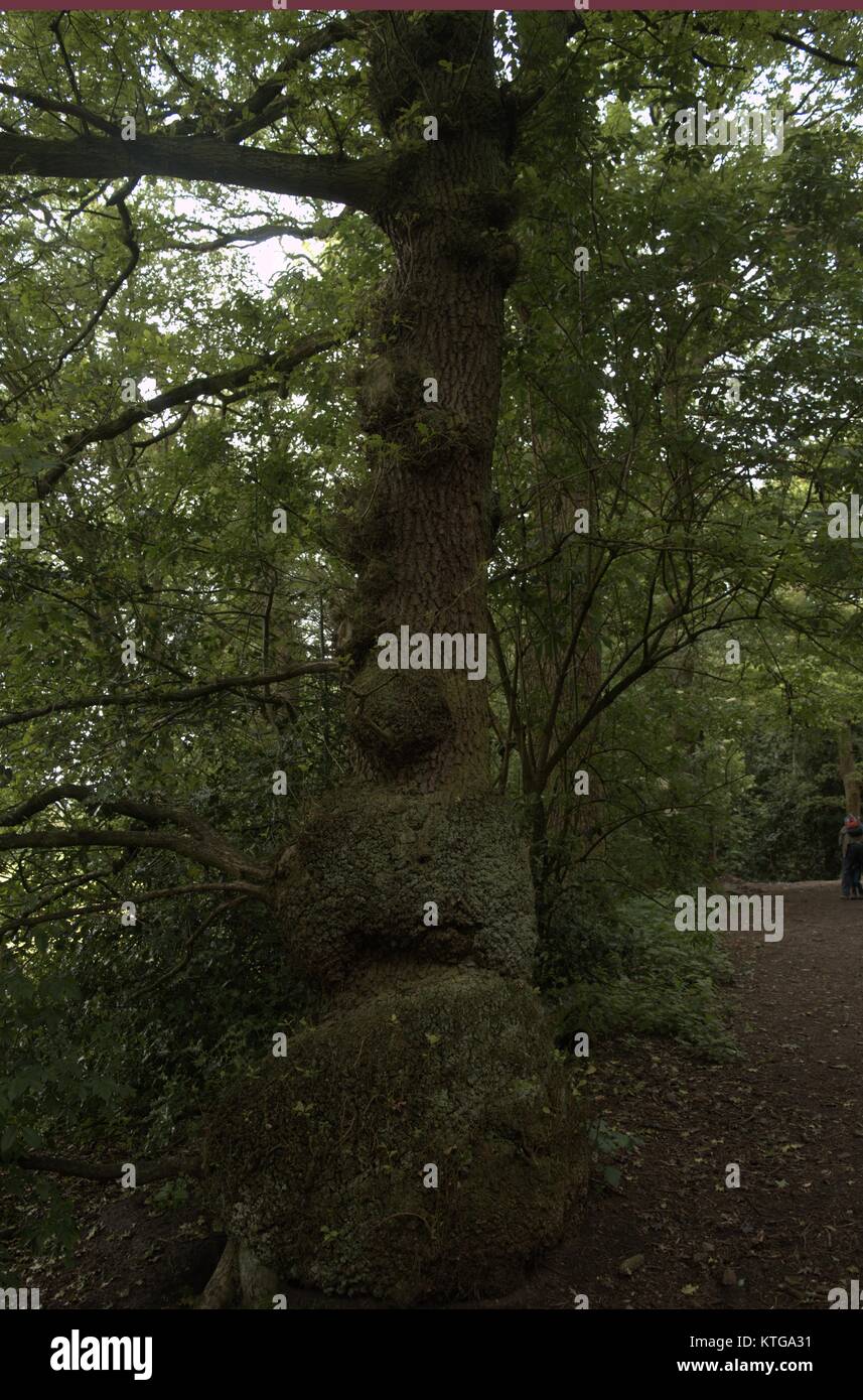 shape of fat tree , face of tree Stock Photo - Alamy