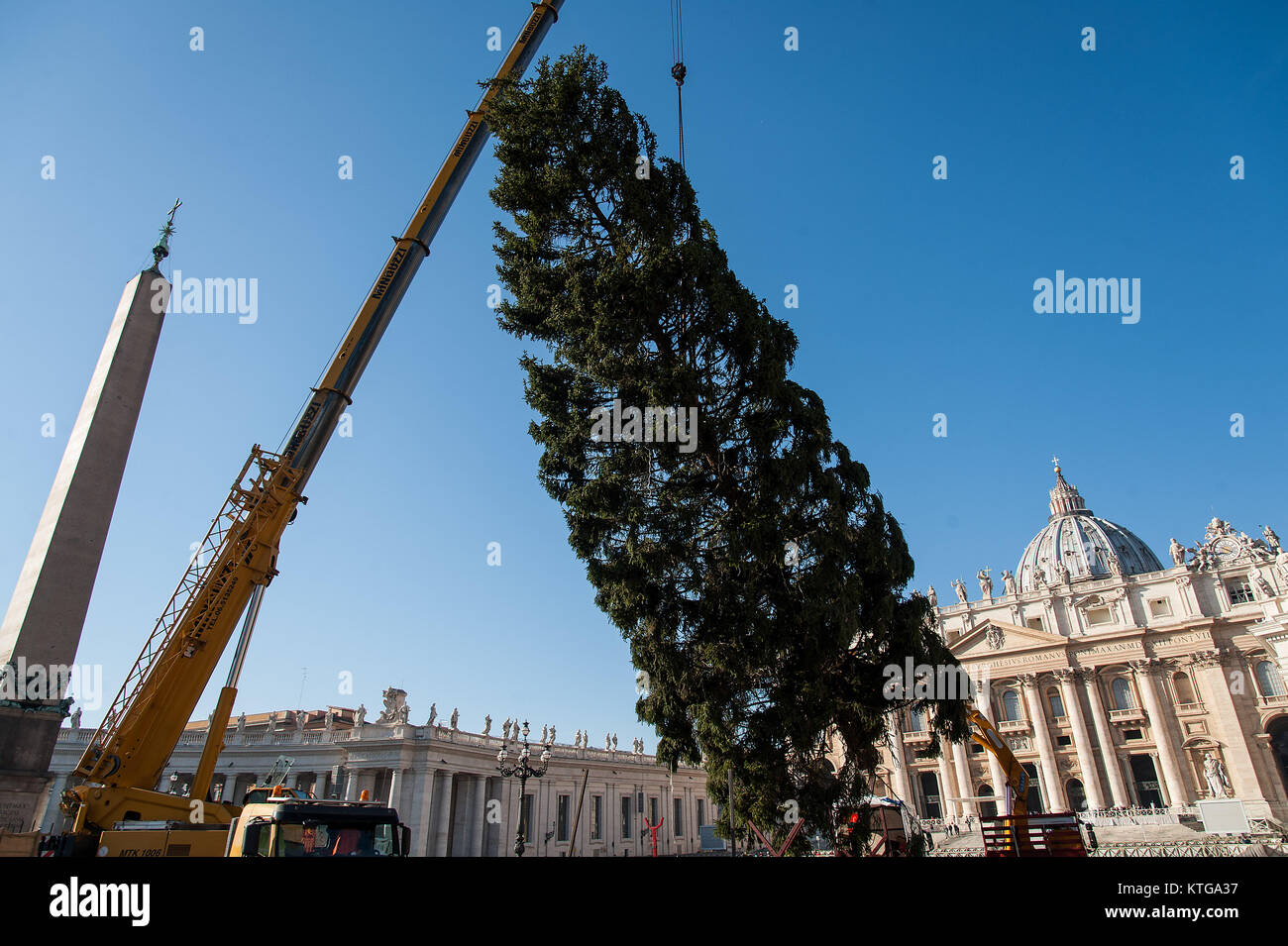 The Vatican's Christmas tree from Poland is erected in St. Peter's ...