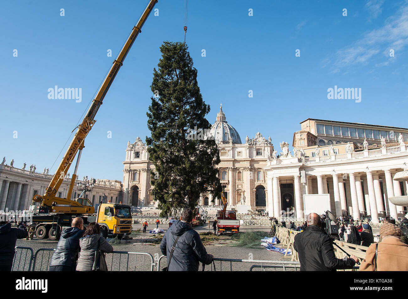 The Vatican's Christmas tree from Poland is erected in St. Peter's ...