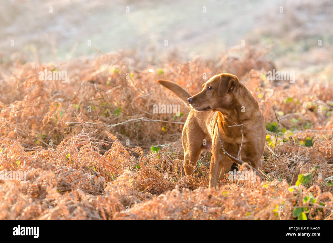 Dog in heather Stock Photo - Alamy