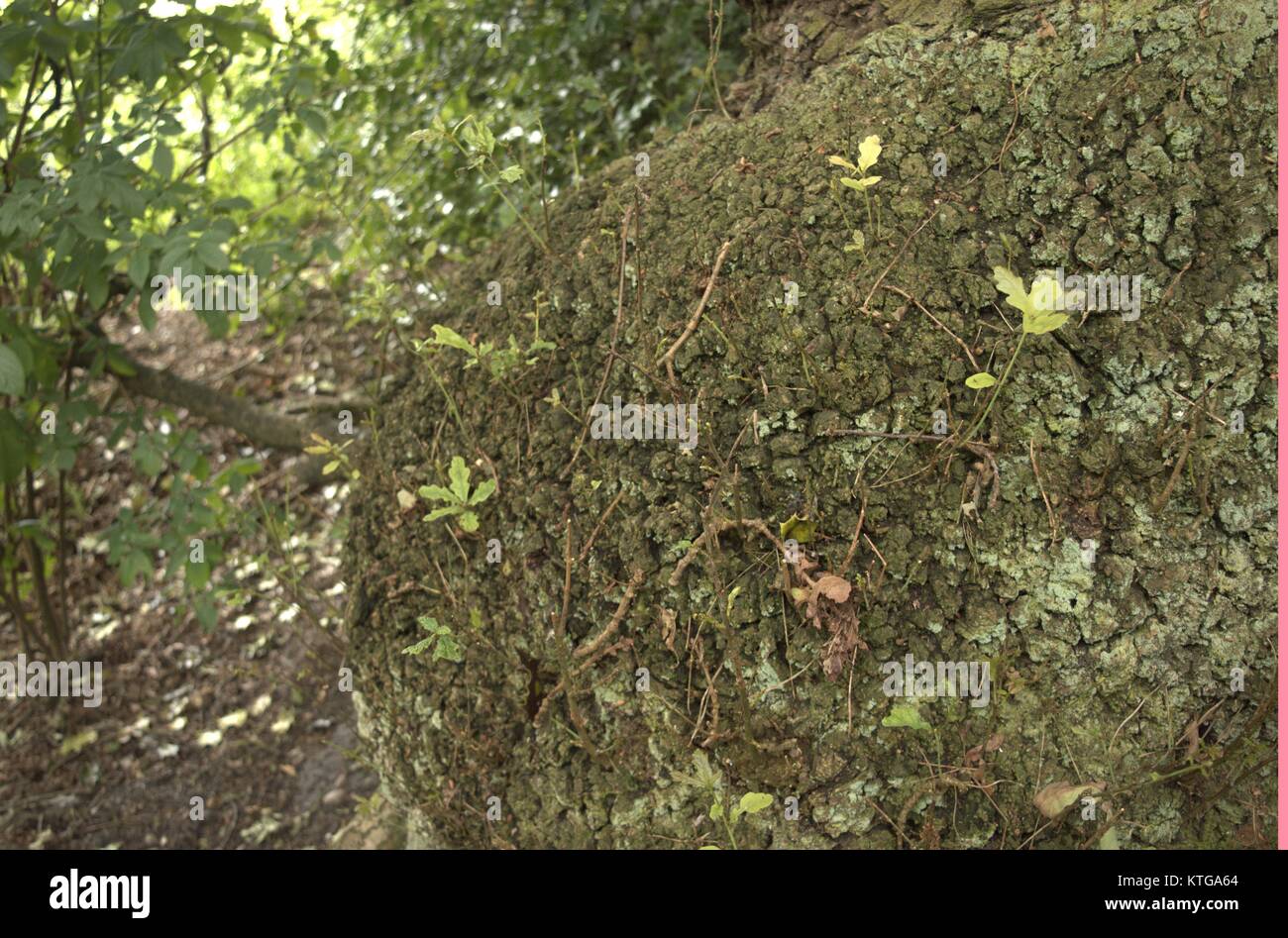 shape of fat tree , face of tree Stock Photo - Alamy