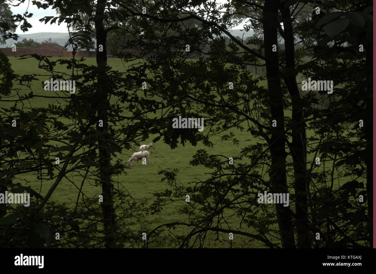 shadow on tree and view background Stock Photo - Alamy