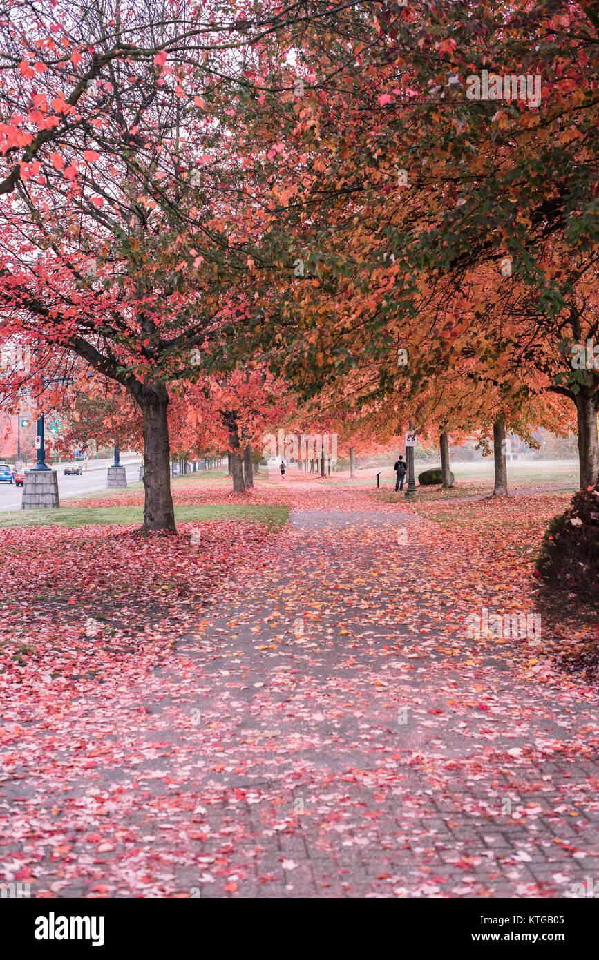 Fall in Vancouver Stanley Park Stock Photo - Alamy