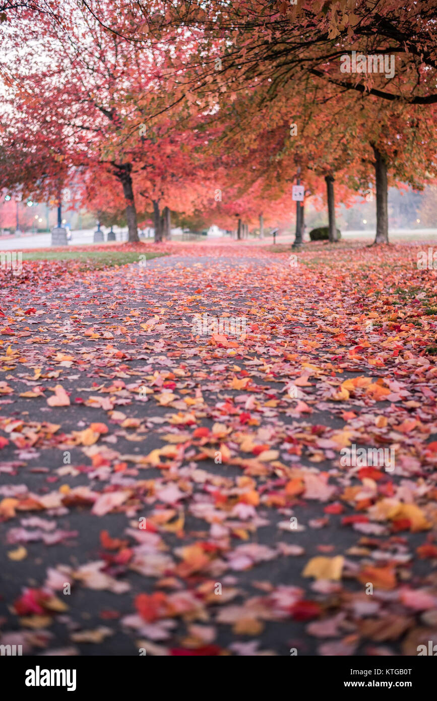 Fall in Vancouver Stanley Park Stock Photo - Alamy