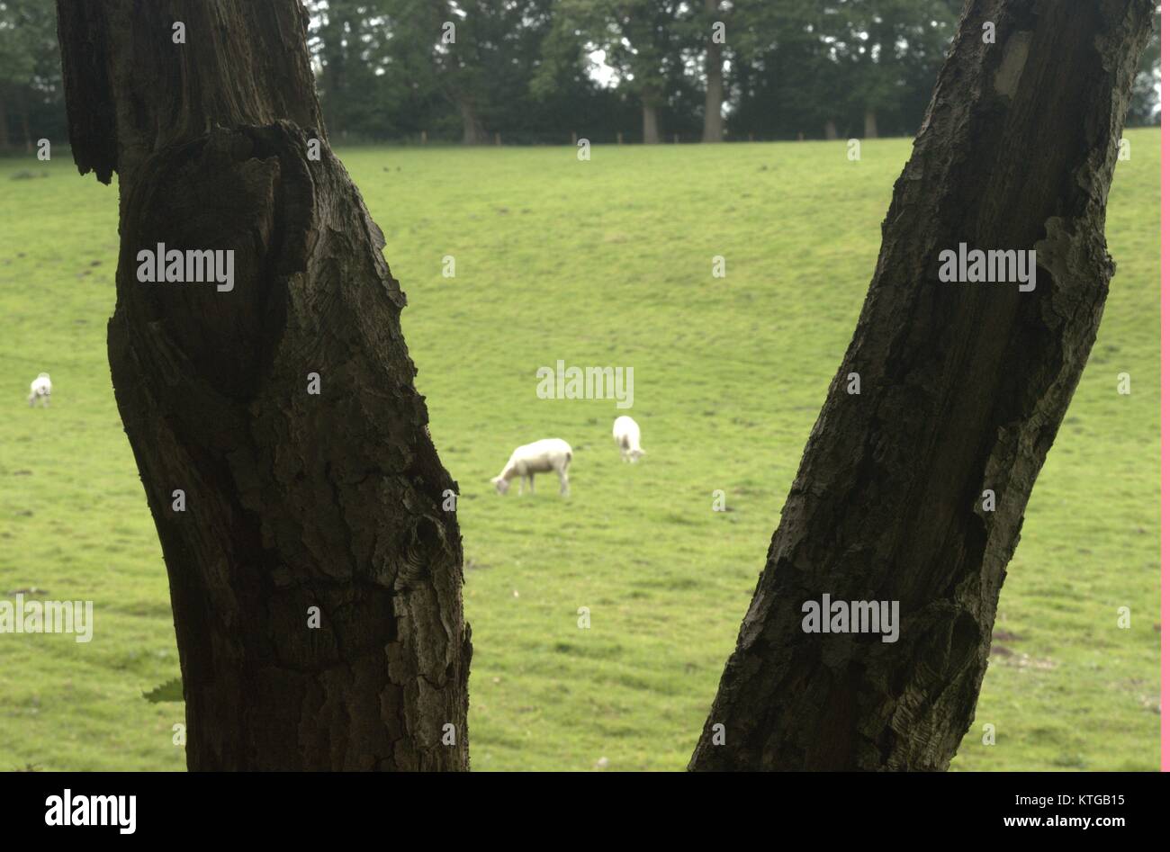victory tree - tree shape Stock Photo - Alamy