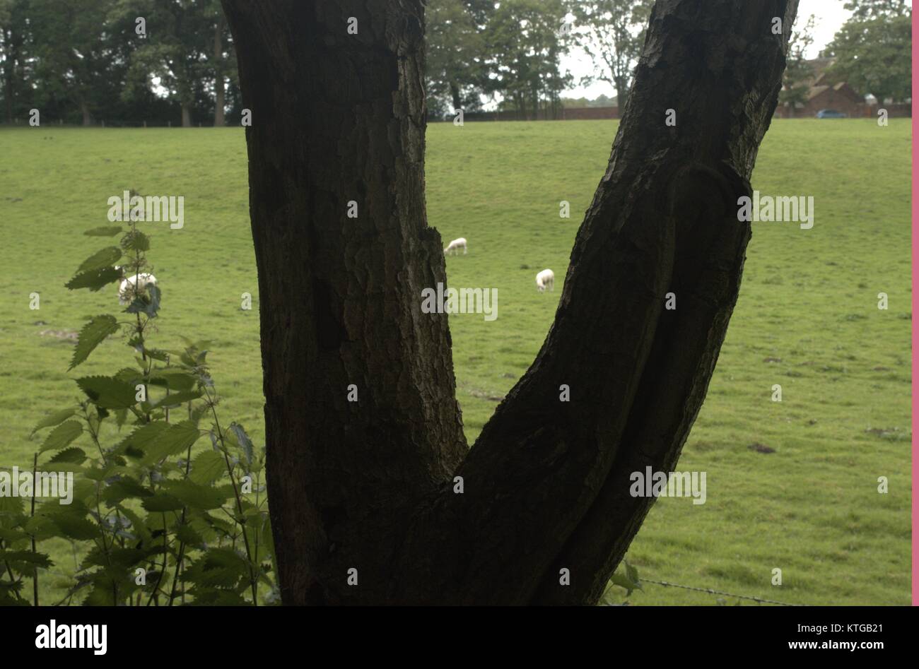 victory tree - tree shape Stock Photo - Alamy