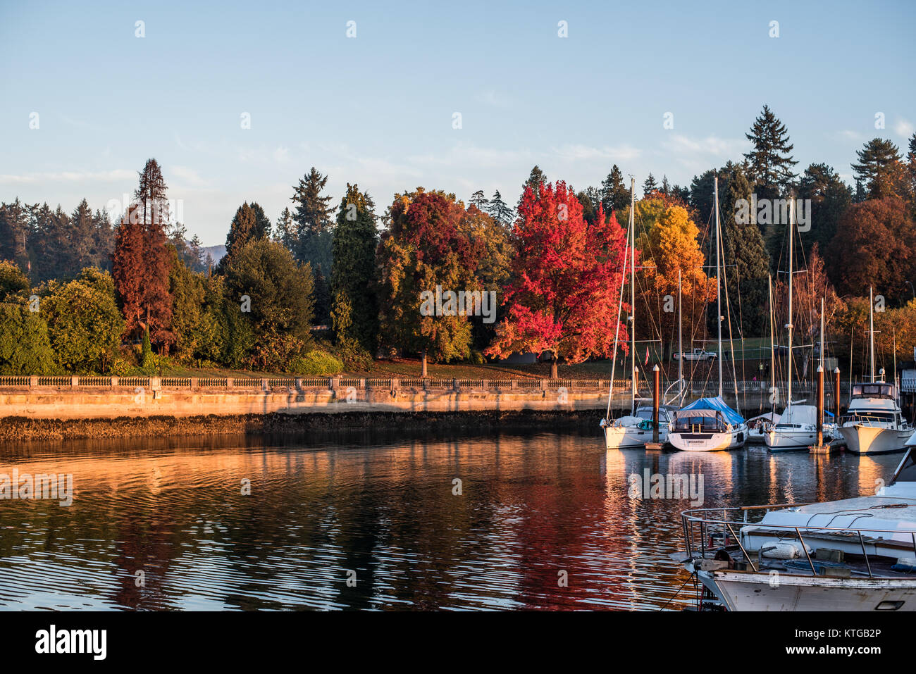 Autumn leaves stanley park hi-res stock photography and images - Alamy