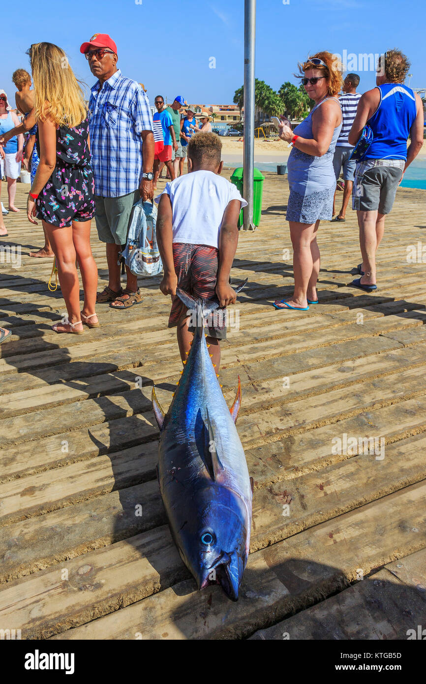 Small child dragging a freshly caught tuna fish across the pier to be ...