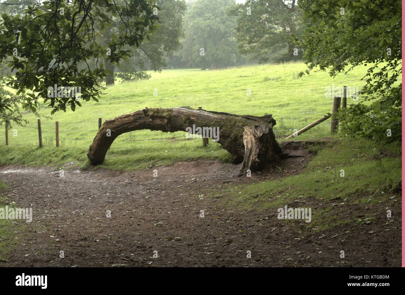 natural bridge tree Stock Photo - Alamy