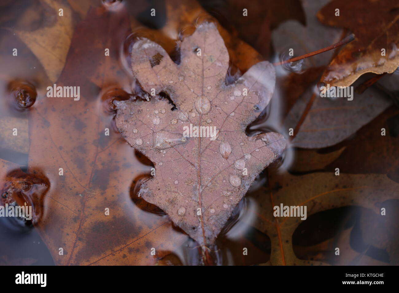 Quercus alba hi-res stock photography and images - Alamy