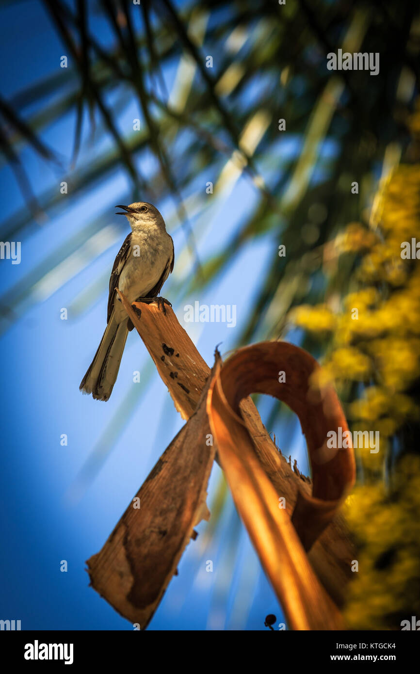 Palm tree flower yellow hi-res stock photography and images - Alamy